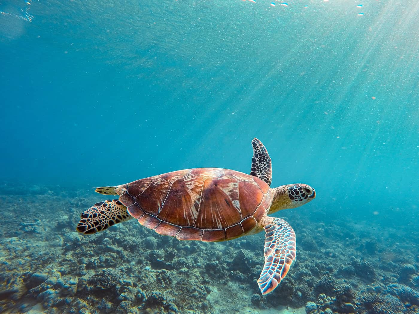 Journée mondiale des tortues marines 2026 : un appel à la protection ...